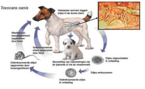 Wormen - Dierenkliniek Stad en Westerkwartier